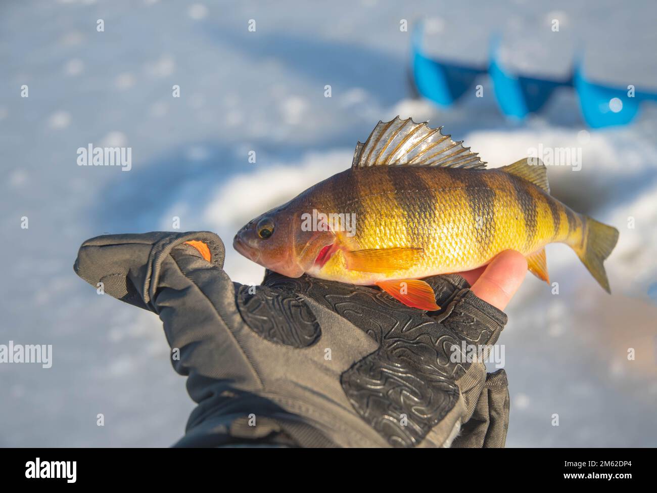 Yellow perch ice fishing day nice catch, freshwater lake, outdoor ...