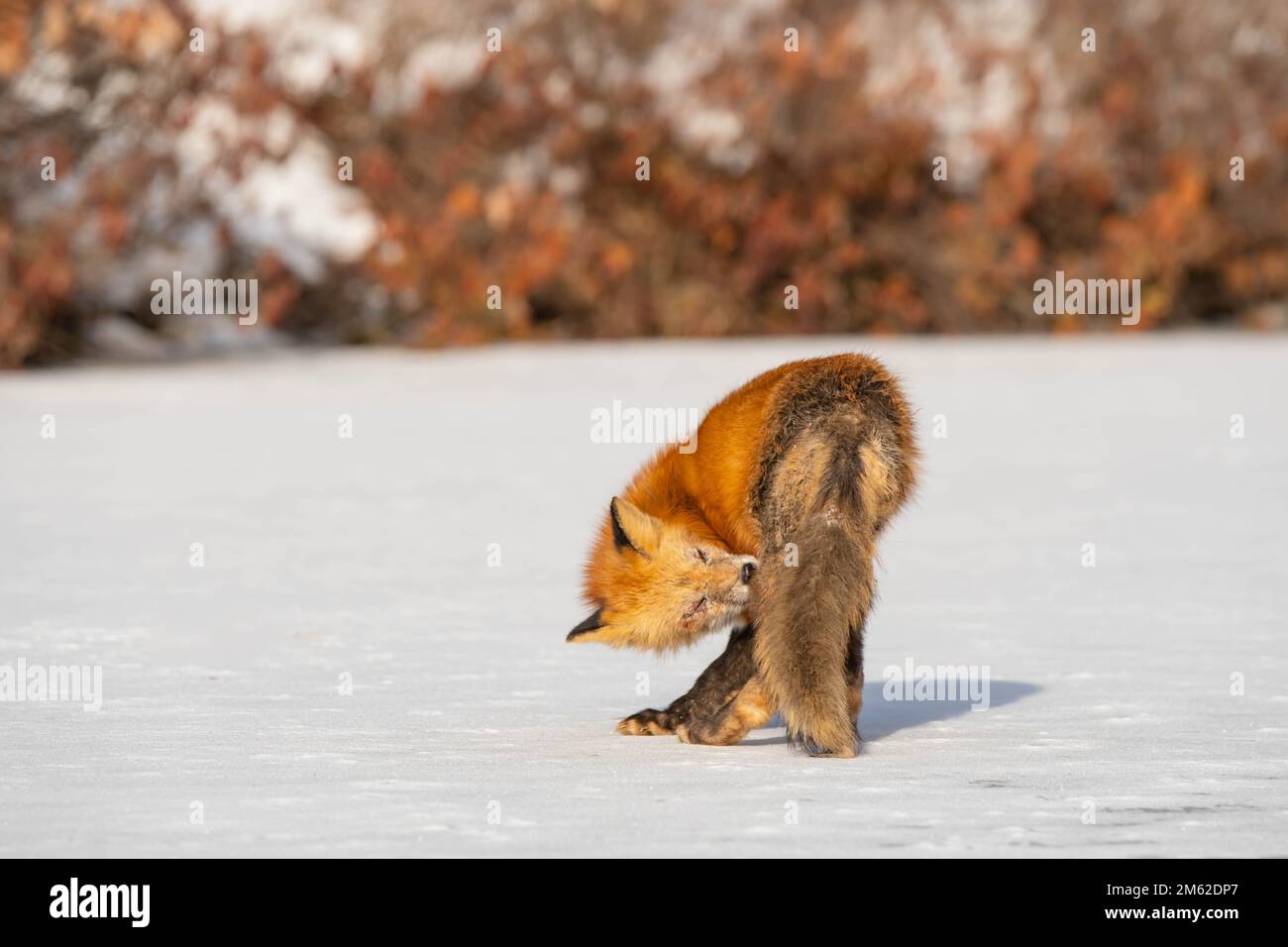 Winter season red fox walking over frozen lake enjoying the sunlight ...