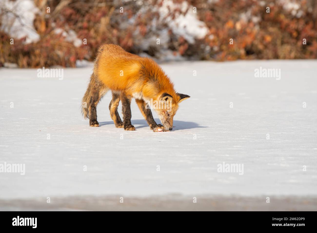 Winter season red fox walking over frozen lake enjoying the sunlight ...