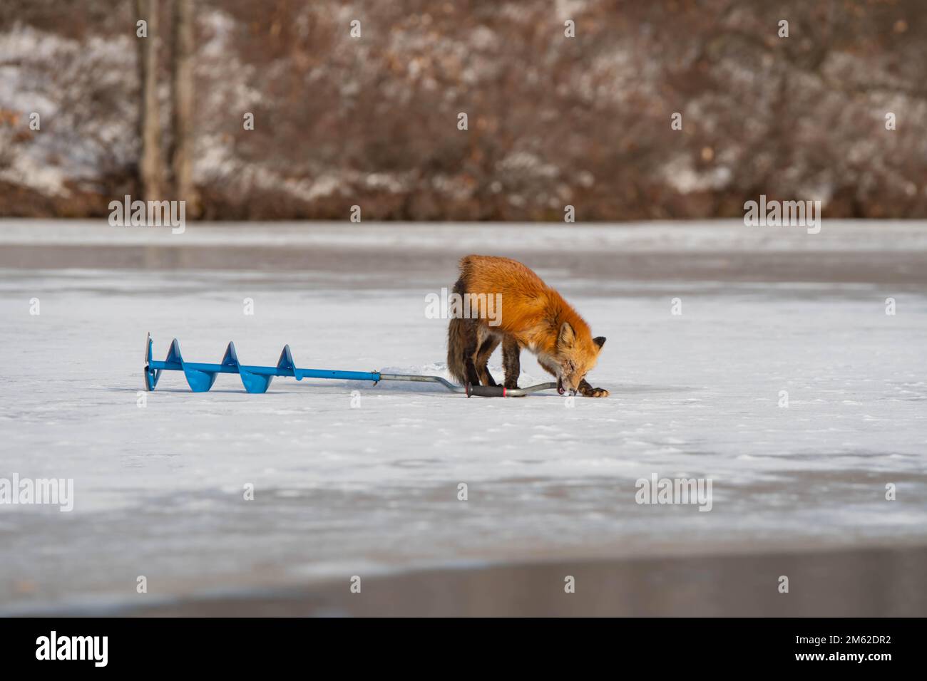 Winter season red fox walking over frozen lake enjoying the sunlight ...