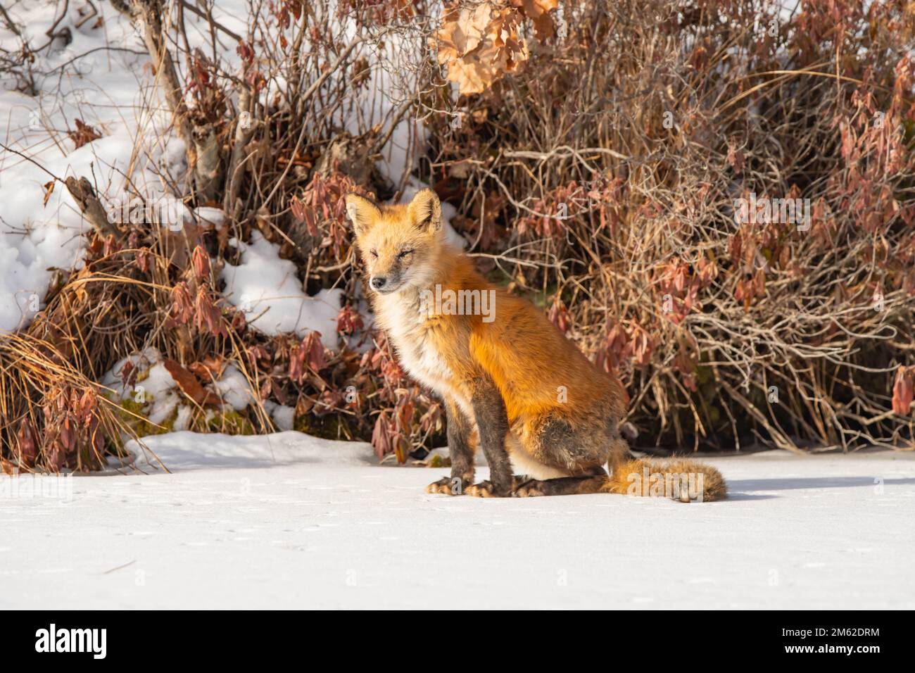 Winter season red fox walking over frozen lake enjoying the sunlight ...