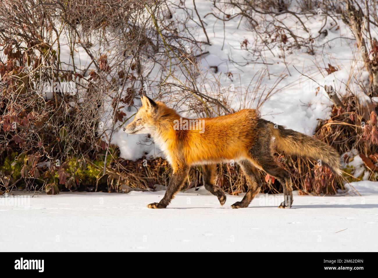 Animal copy hi-res stock photography and images - Alamy