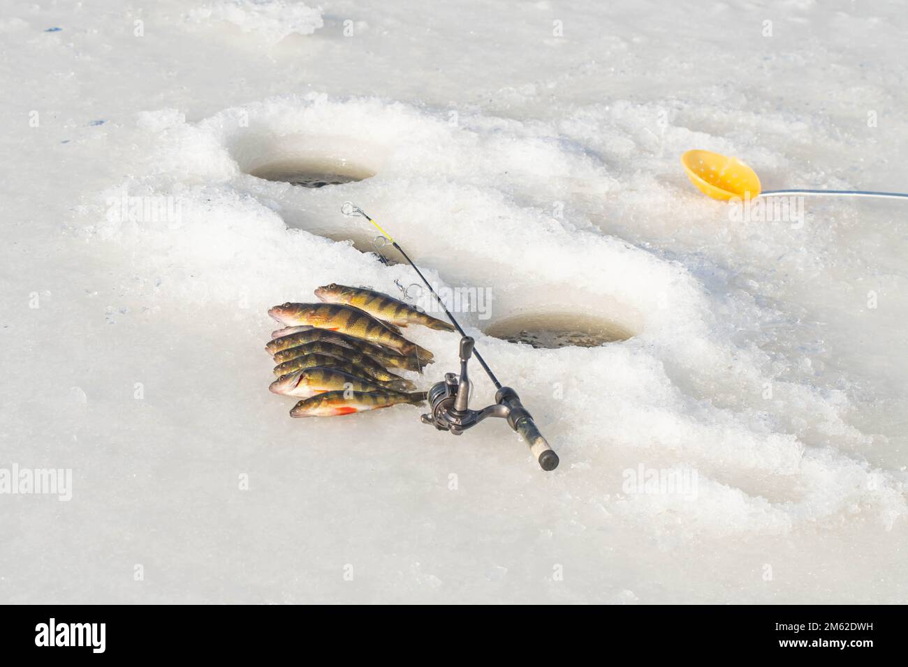Yellow perch ice fishing day nice catch, freshwater lake, outdoor ...