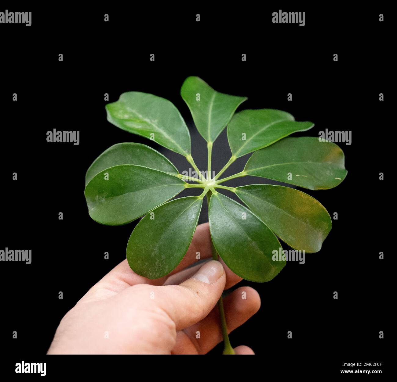 Hand leaf isolated tree hi-res stock photography and images - Alamy