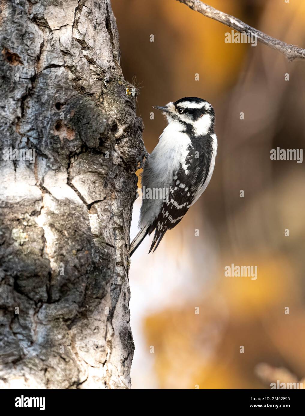 Downy woodpecker (Picoides pubescens) Carburn Park, Calgary, Alberta ...