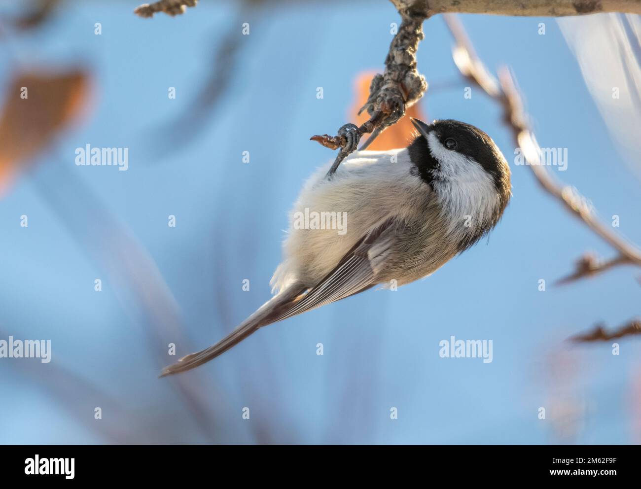 Black-capped chickadee (Poecile atricapillus) Calgary, Prince's Island ...