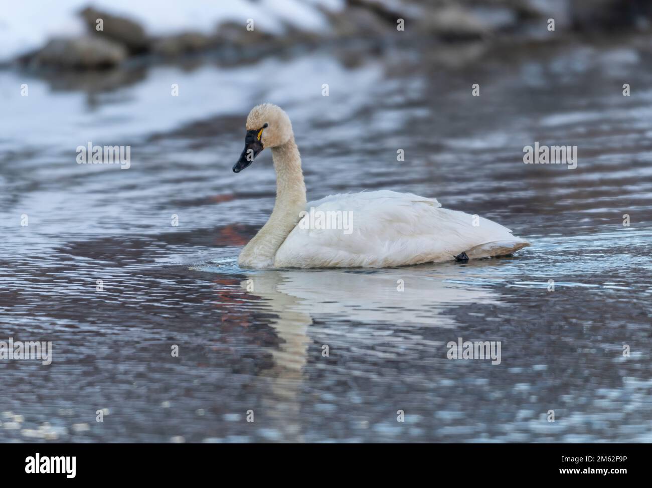 Tundra swan (Cygnus columbianus), Calgary, Prince's Island Park ...