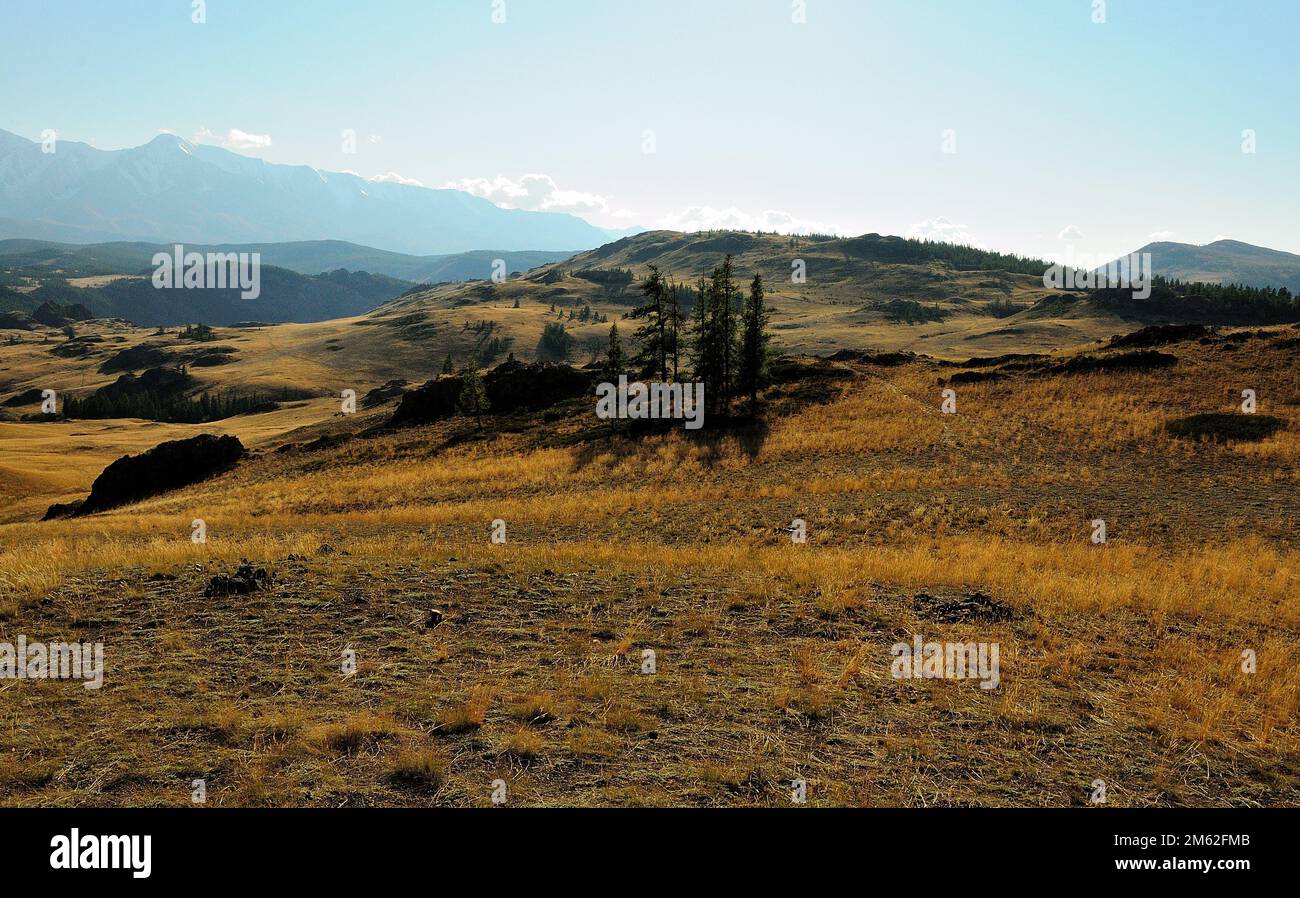 A group of tall pine trees on a rocky slope of a hilly steppe ...