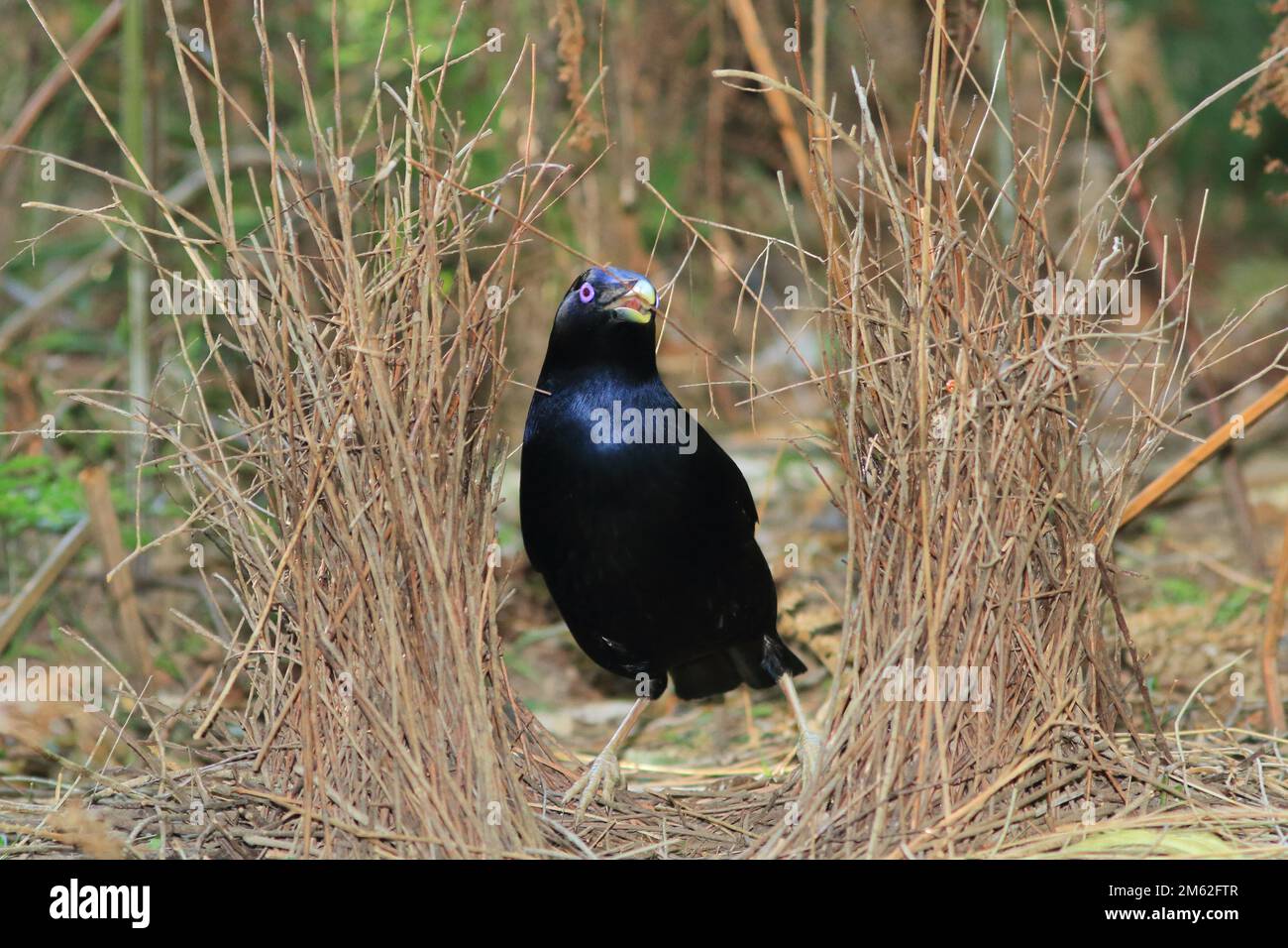 Male Australian Satin Bowerbird building bower with sticks Stock Photo ...