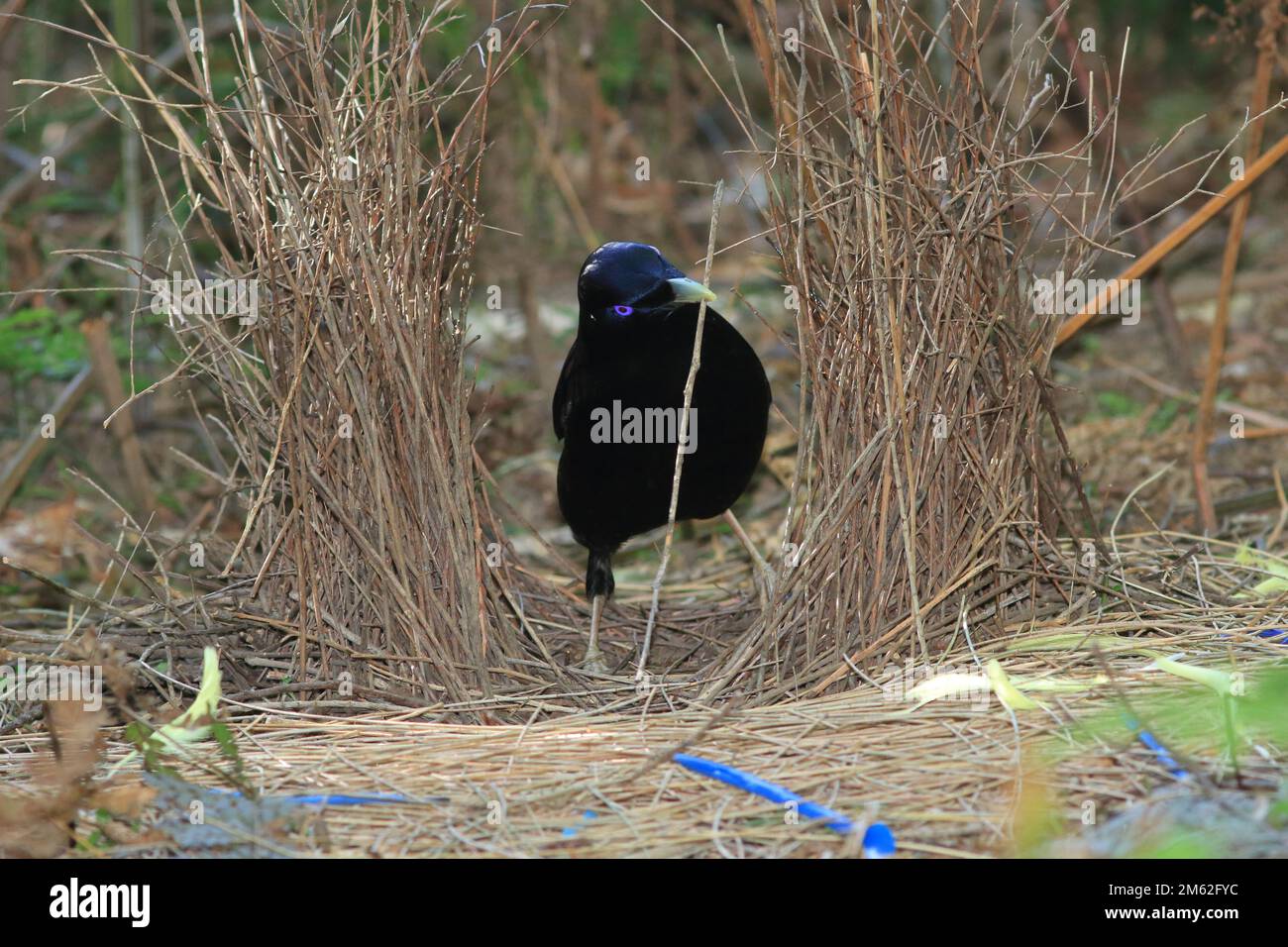 Male Australian Satin Bowerbird building bower with sticks Stock Photo ...