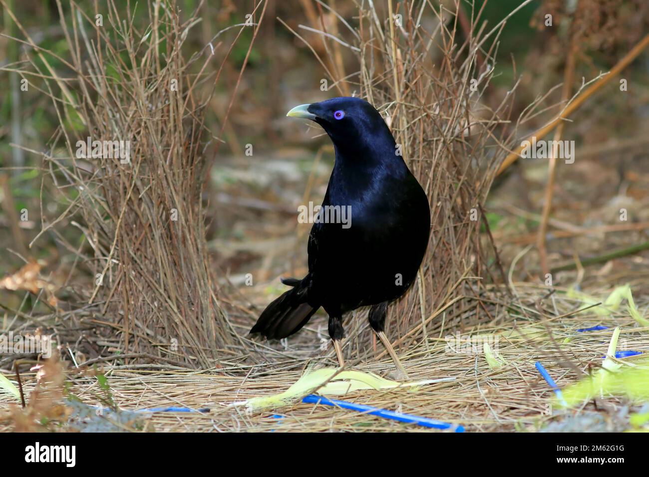 Australian Satin Bowerbird at Bower with blue and yellow objects ...