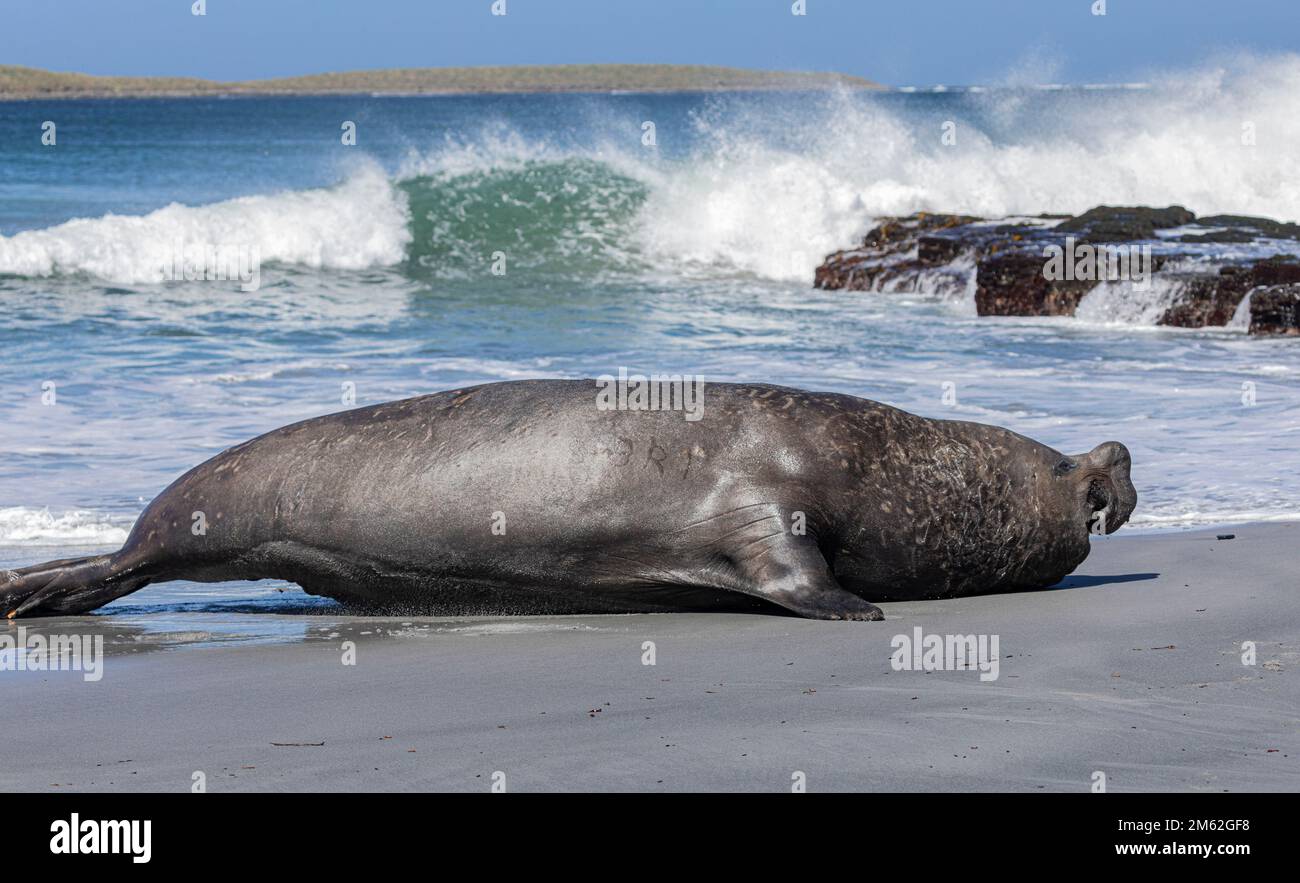 Ubri, one of the Southern Elephant Seal bulls, Mirounga leonina, which ...