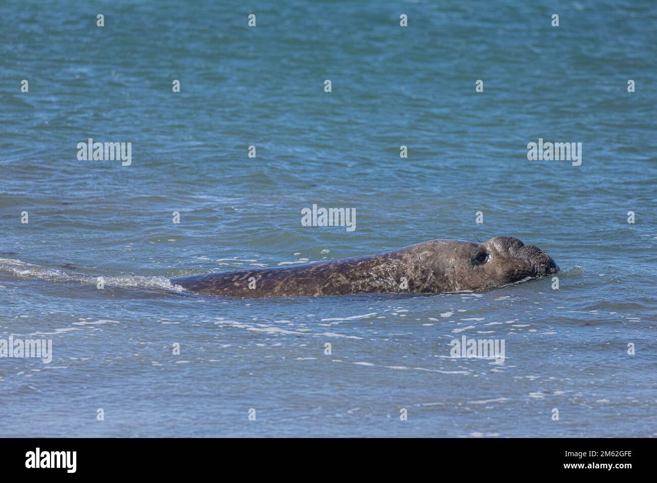 Bull Southern Elephant Seal, Mirounga leonina, swimming in the Souith ...