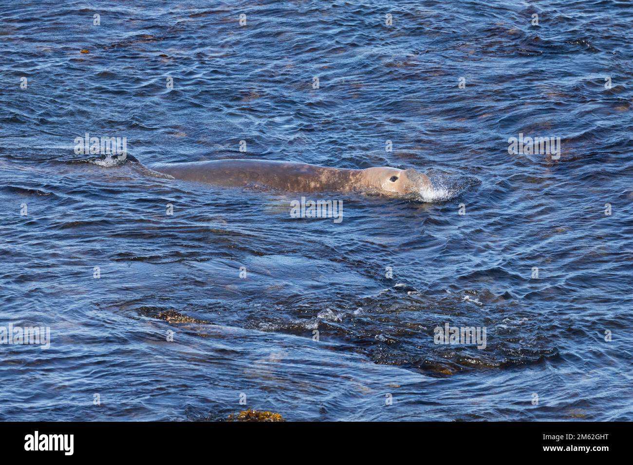 A Southern Elephant Seal, Mirounga leonina, blowing bubbles as it swims ...