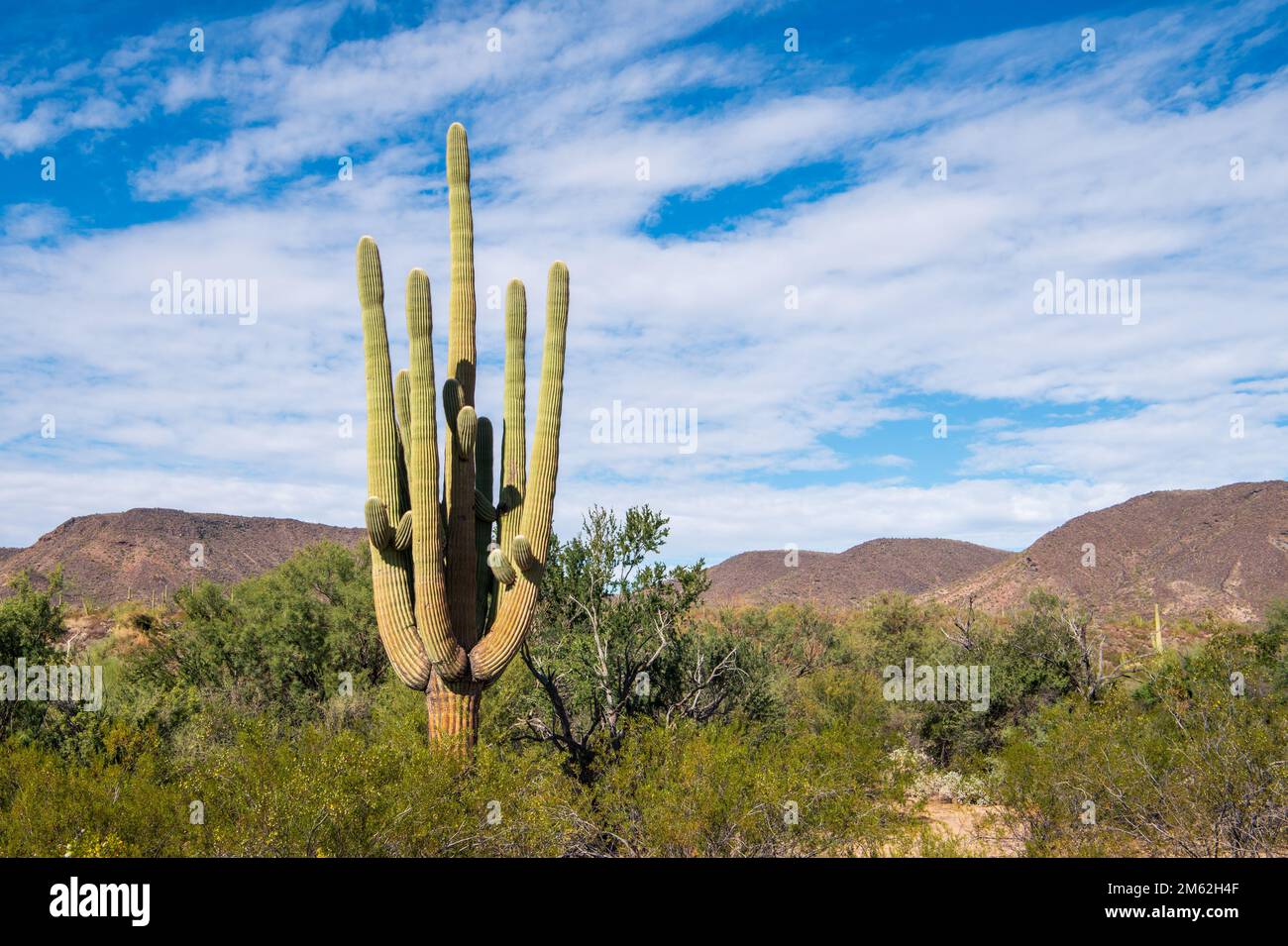 Giant Saguaro Cactus along the North Puerto Blanco Drive at Organ Pipe ...