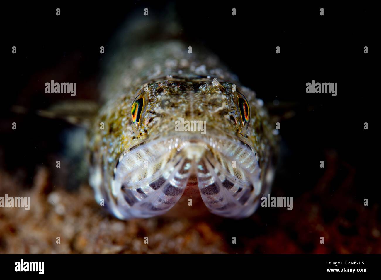 A lizardfish blends into its reef background in the Solomon Islands ...