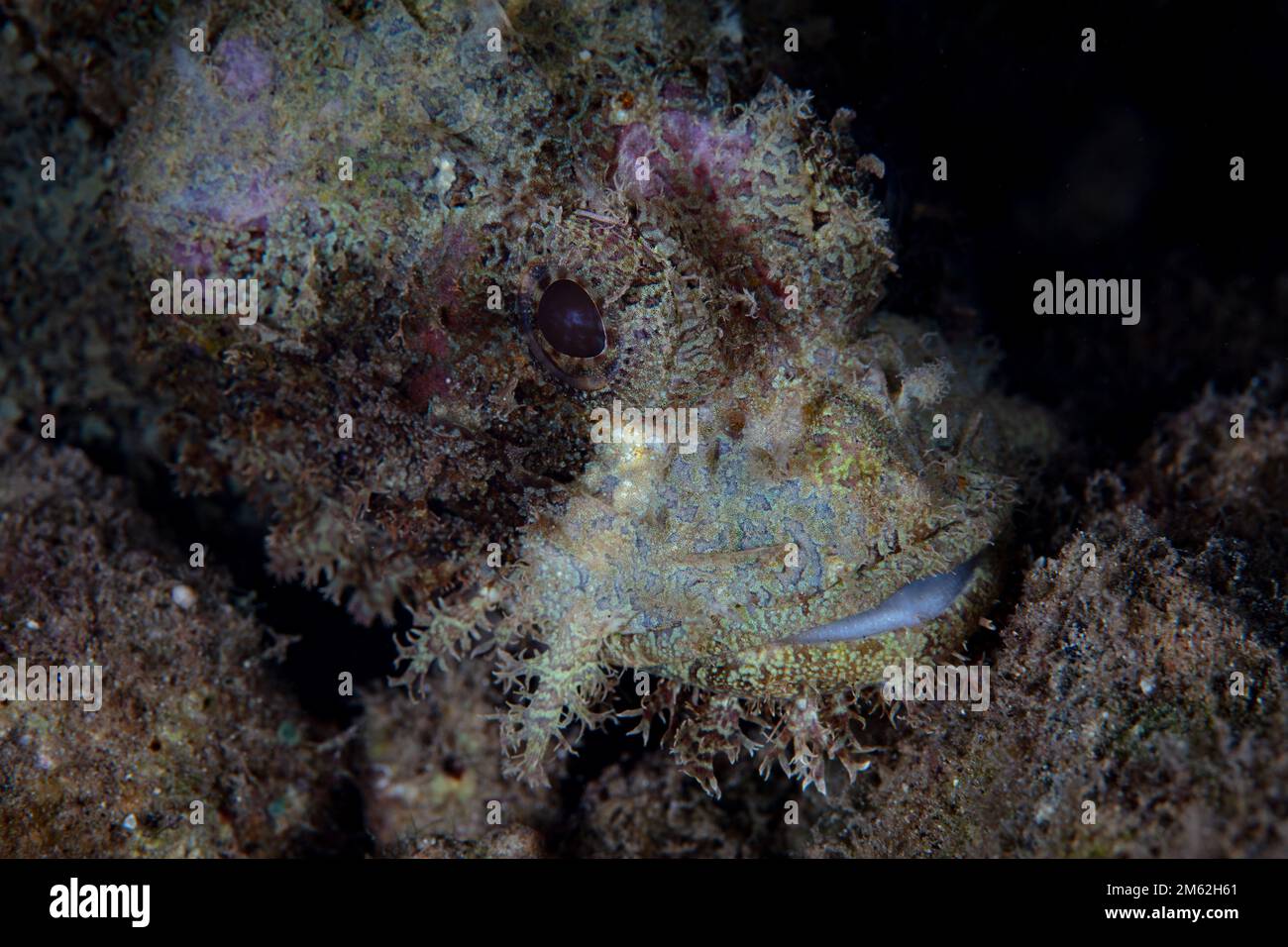 A scorpionfish blends into its reef background in the Solomon Islands ...