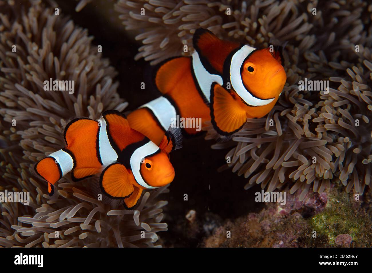 A pair of clownfish, Amphiprion percula, swim among the stinging ...
