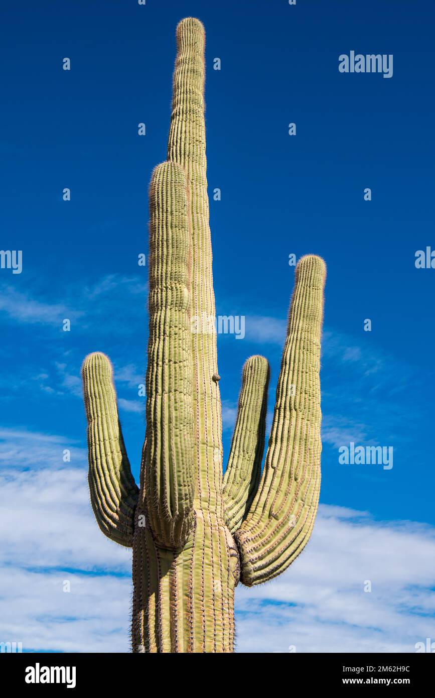 Giant Saguaro Cactus along the North Puerto Blanco Drive at Organ Pipe ...