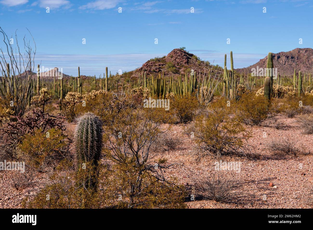 A variety of different cactus species in front of the Ajo Mojuntain ...
