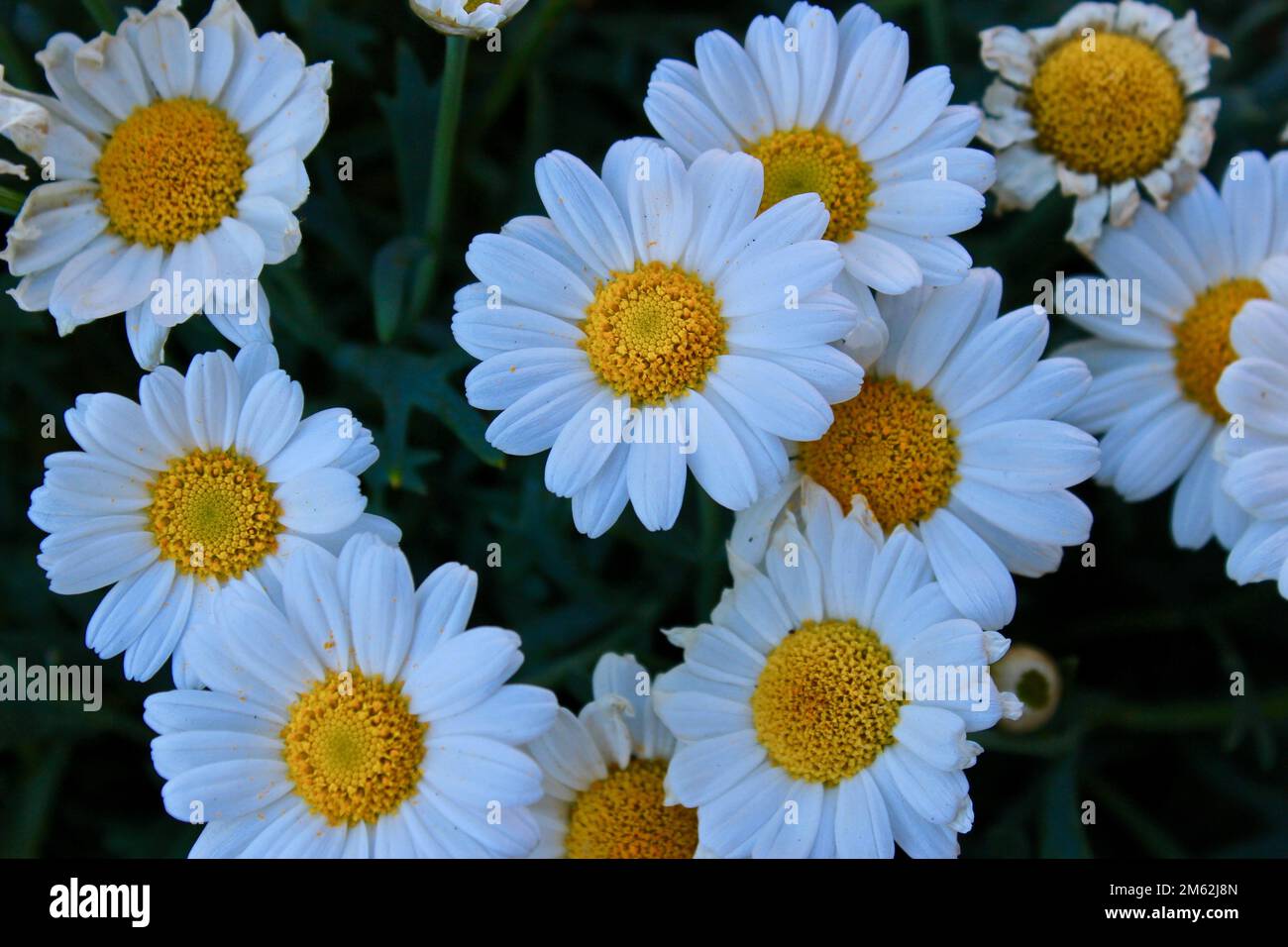 A closeup of beautiful common daisy flowers in a field Stock Photo - Alamy