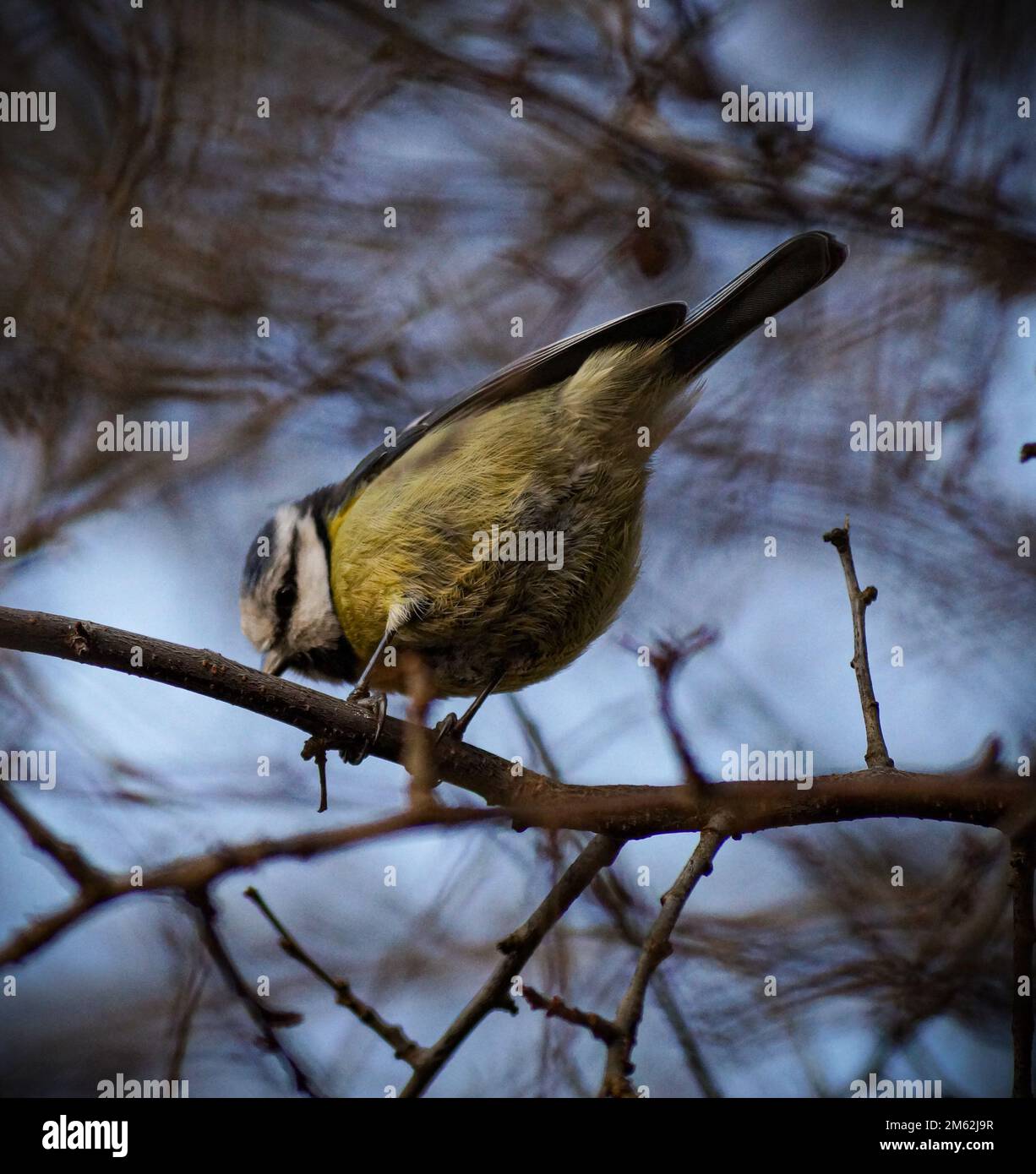 Low angle view of bird perching on branch Stock Photo - Alamy