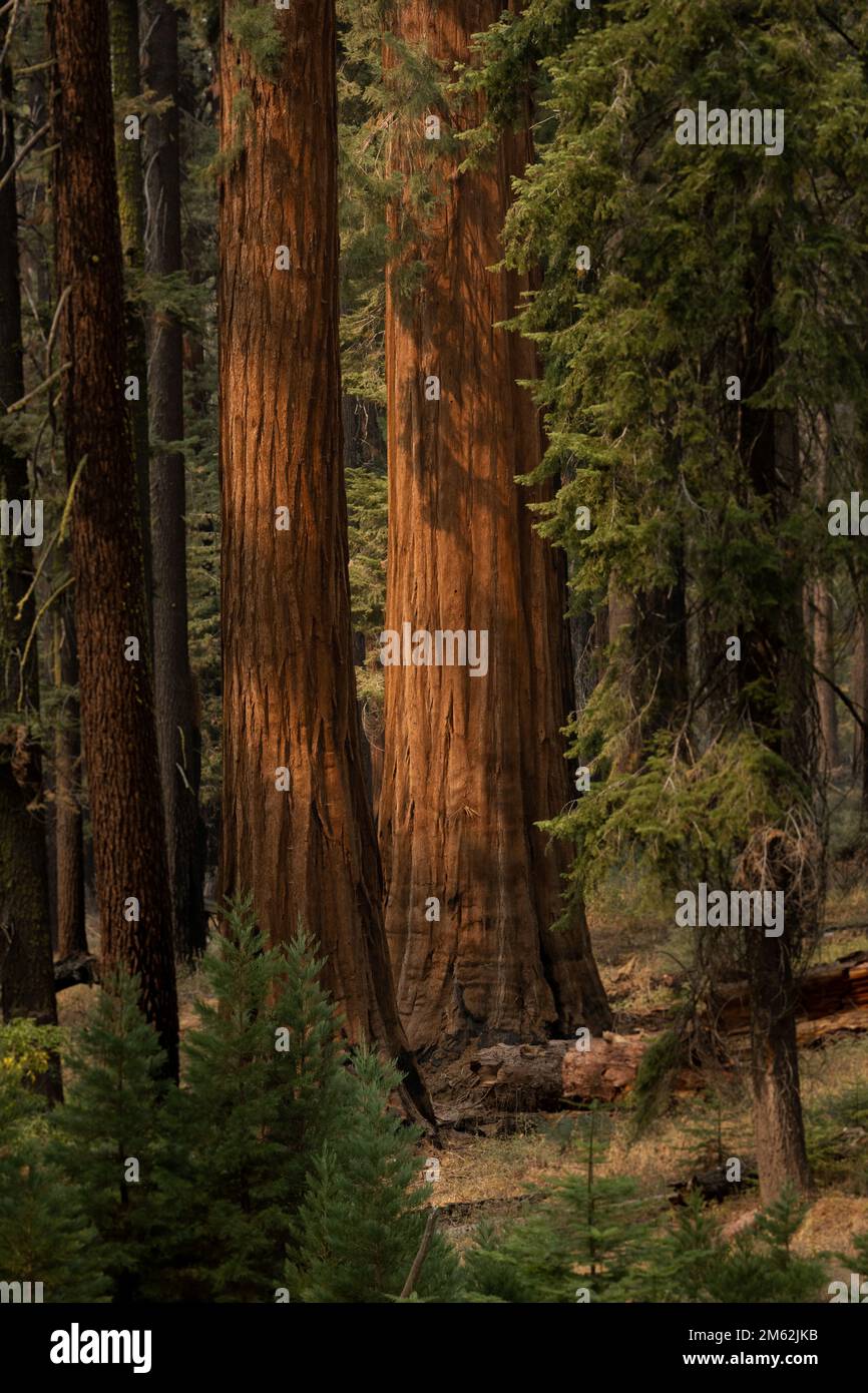 Two Sequoia Trees Stand Out In Thick Green Forest in Mariposa Grove of ...