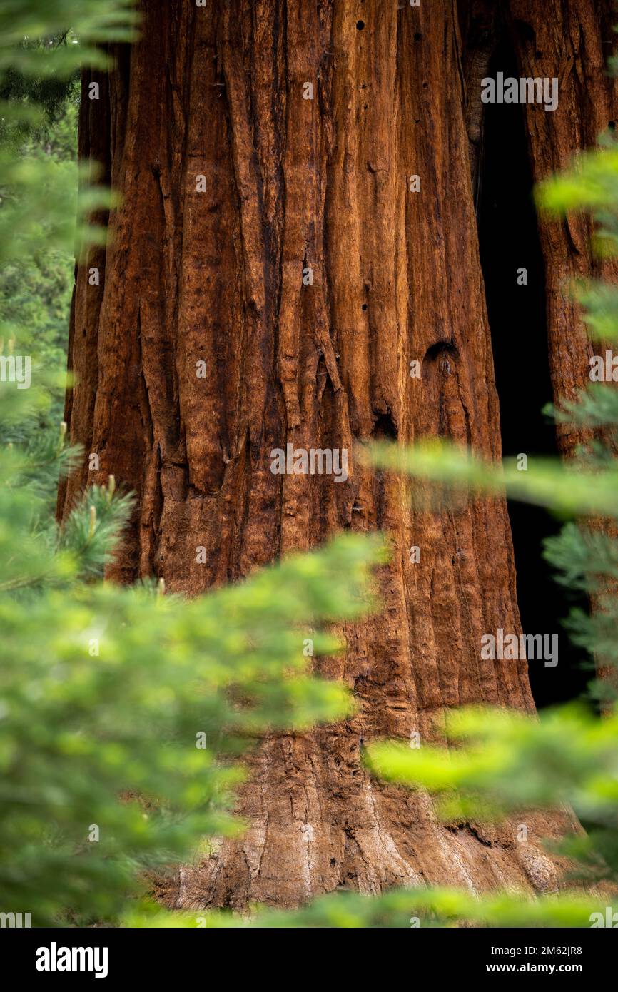 Towering giant sequoias hi-res stock photography and images - Alamy