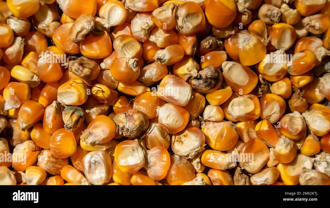 pile of corn kernels as background Stock Photo - Alamy