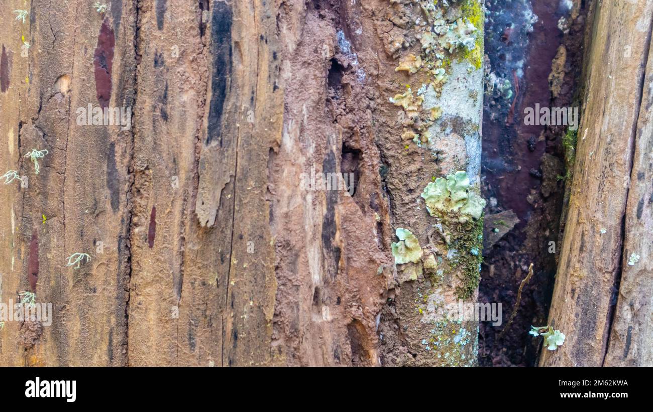 amazing bark texture as background Stock Photo - Alamy