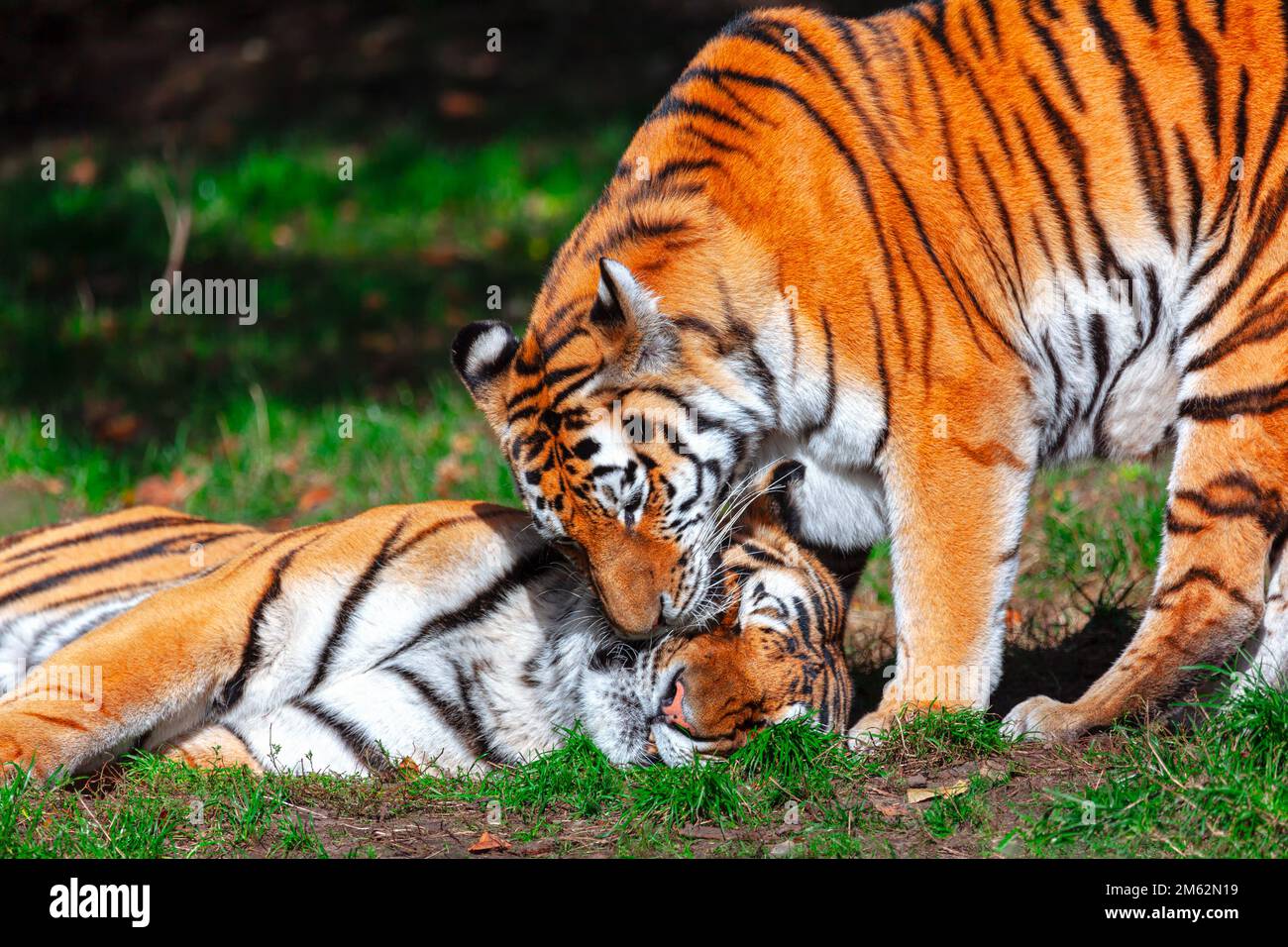 Wild animals in love hi-res stock photography and images - Alamy
