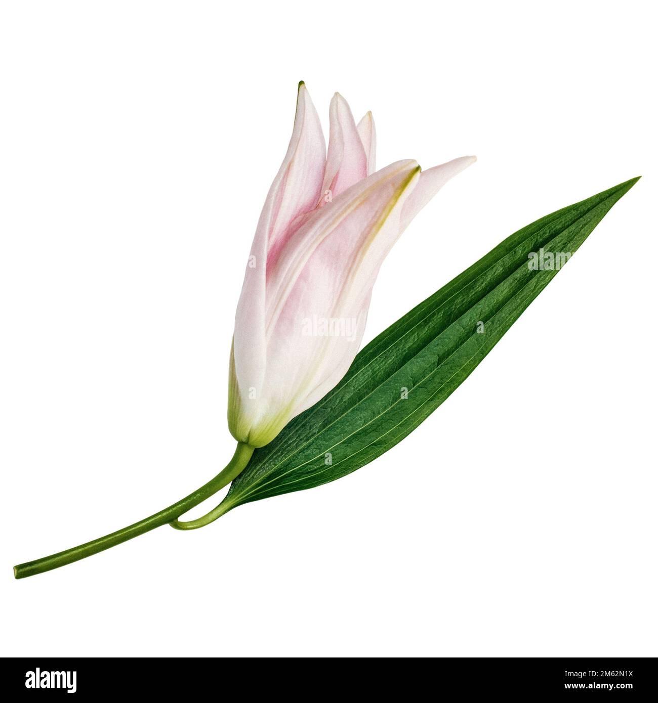 Lily flower bud with green leaf isolated on white background Stock ...