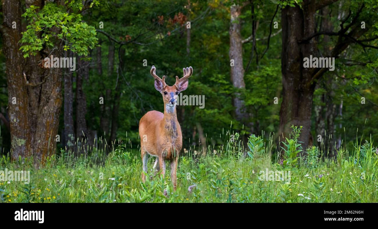 Honesuckle close hi-res stock photography and images - Alamy