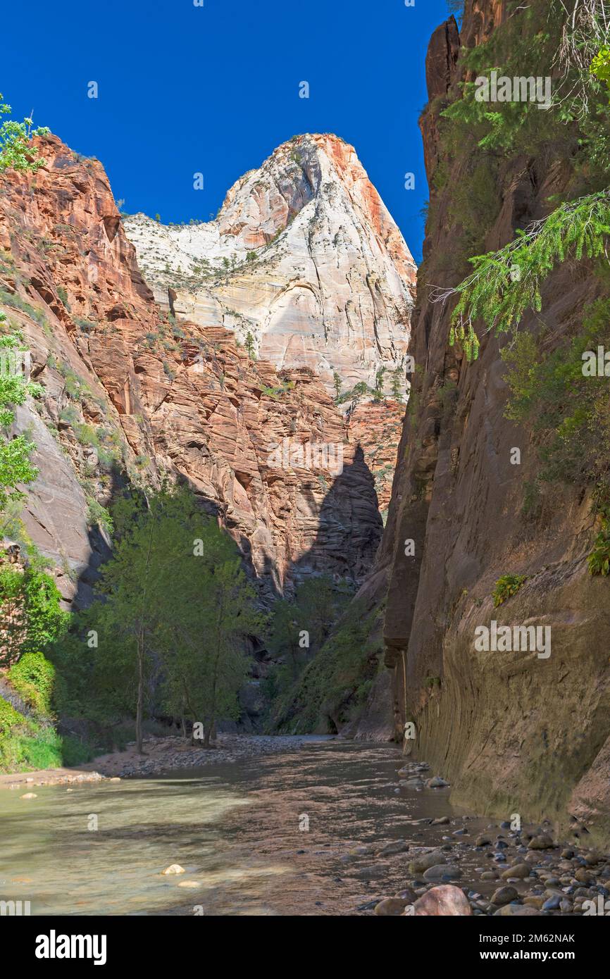 Deep in the Zion Narrows in Zion National Park in Utah Stock Photo - Alamy