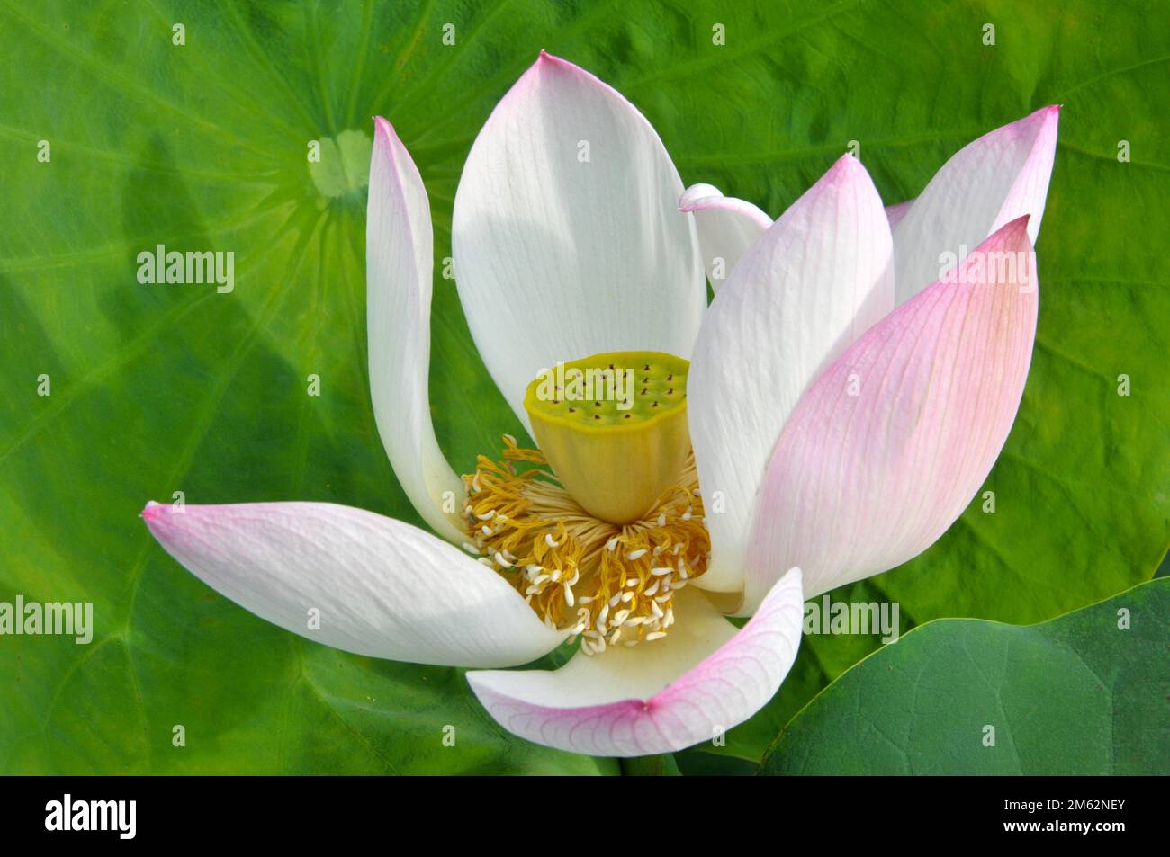 Blossoming lotus flowers Stock Photo - Alamy