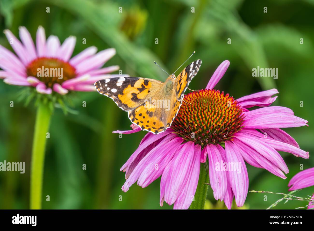Beautiful butterfly painted lady or Vanessa cardui sitting on purple ...