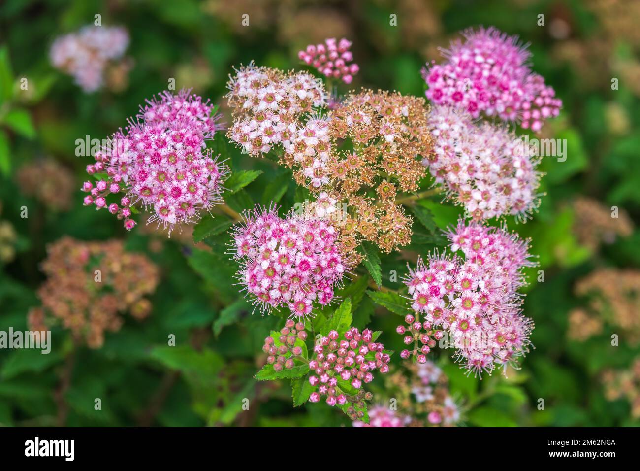 Flowers of Spiraea japonica double play pink, the Japanese meadowsweet ...