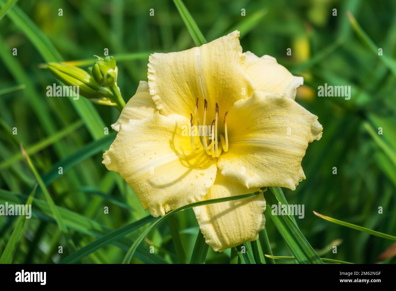 A yellow daylily flower, latin name Hemerocallis lilioasphodelus, at ...