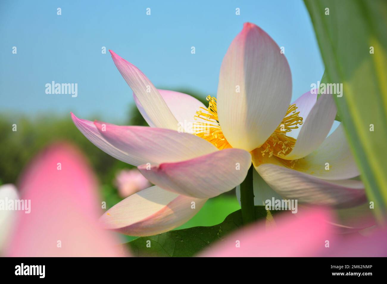 Blossoming lotus flowers Stock Photo - Alamy