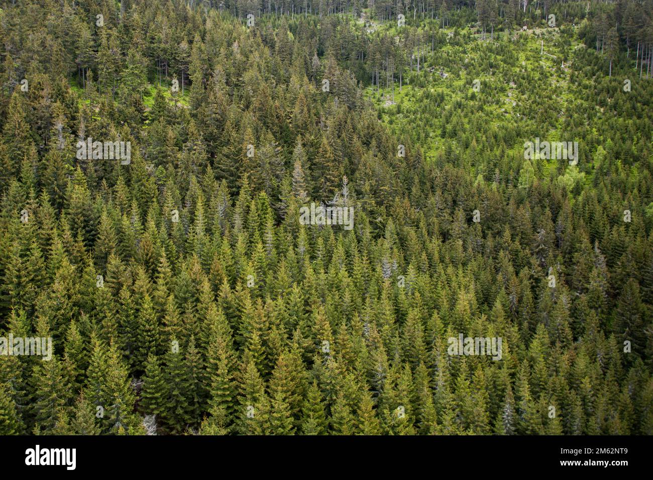 Crowns of coniferous trees seen from the world's longest suspension ...