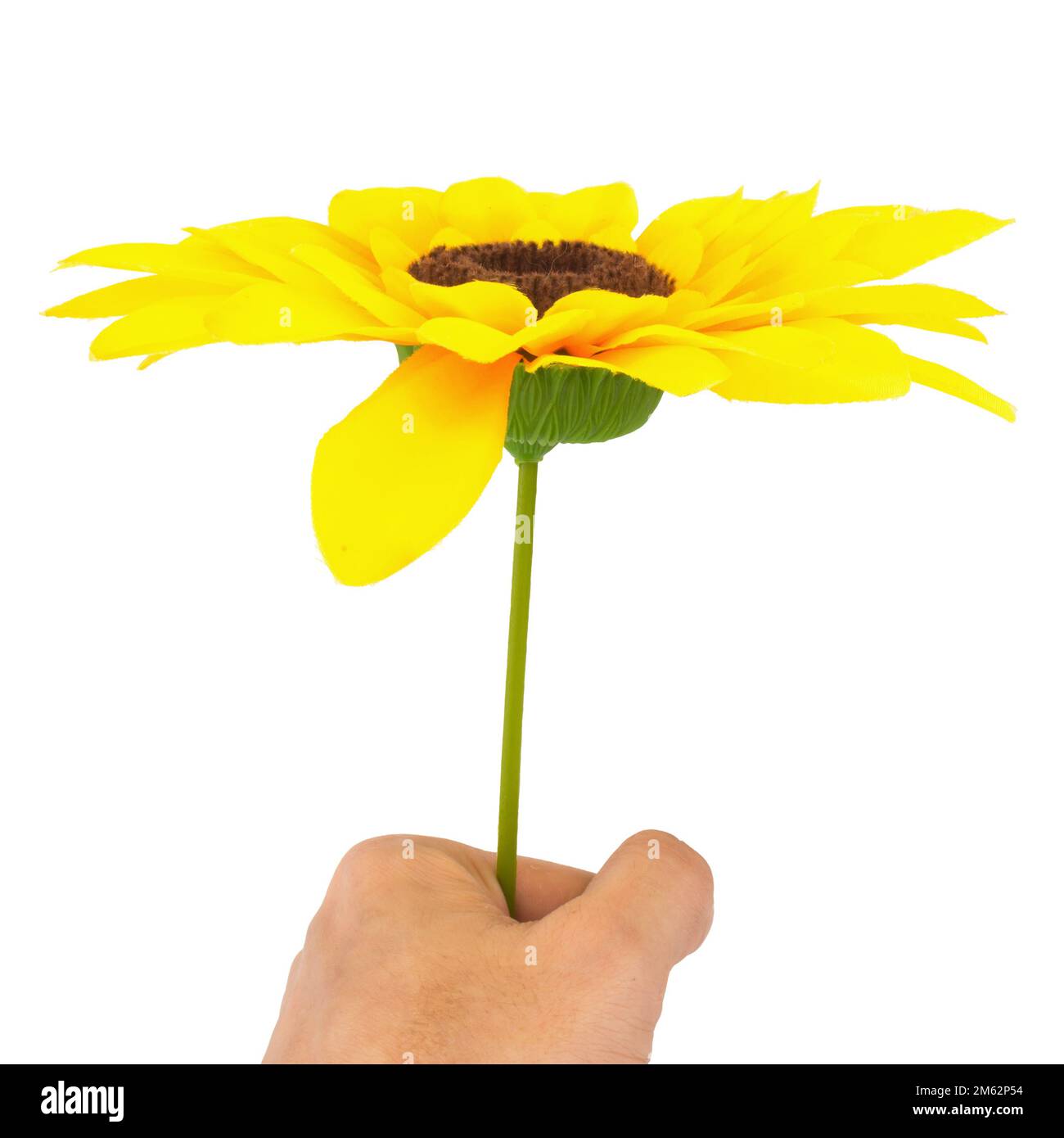 hands holding yellow sunflower isolated on white background Stock Photo ...