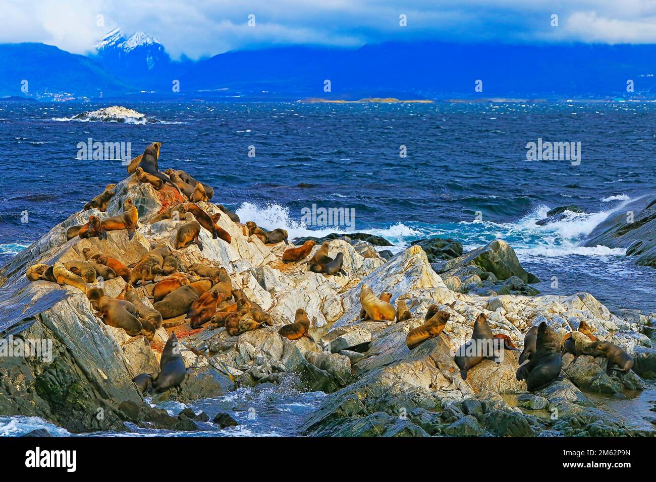 Sea lions and seals, Beagle Channel in Tierra Del Fuego, Ushuaia ...