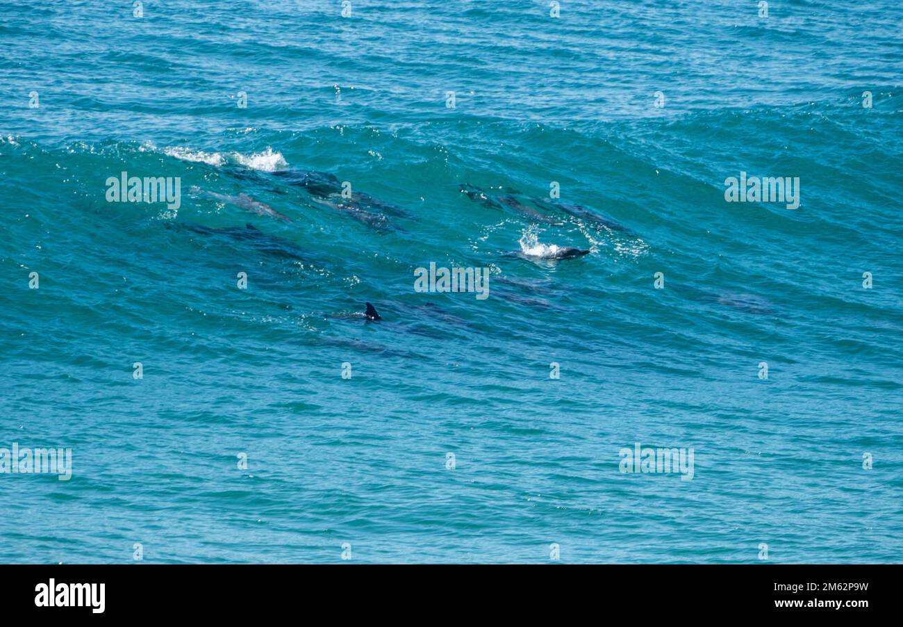 A pod of Bottlenose Dolphins surfing, diving down through the waves ...