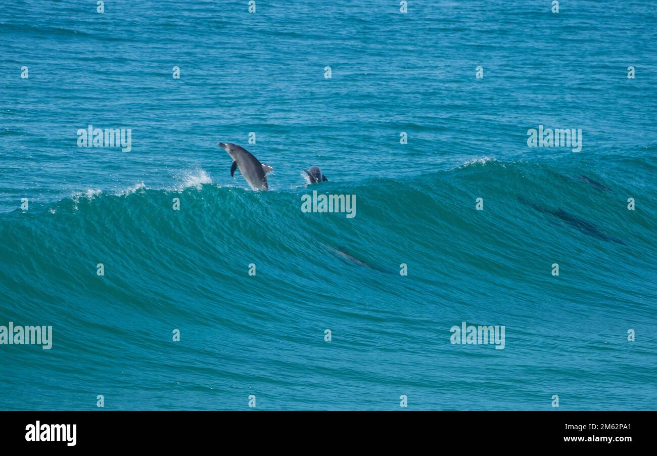 Dolphins surfing waves hi-res stock photography and images - Alamy
