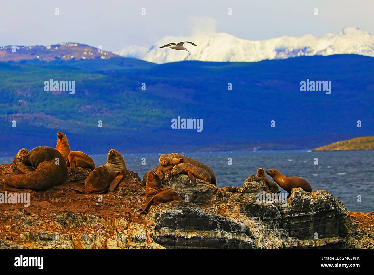 Sea lions and seals, Beagle Channel in Tierra Del Fuego, Ushuaia ...