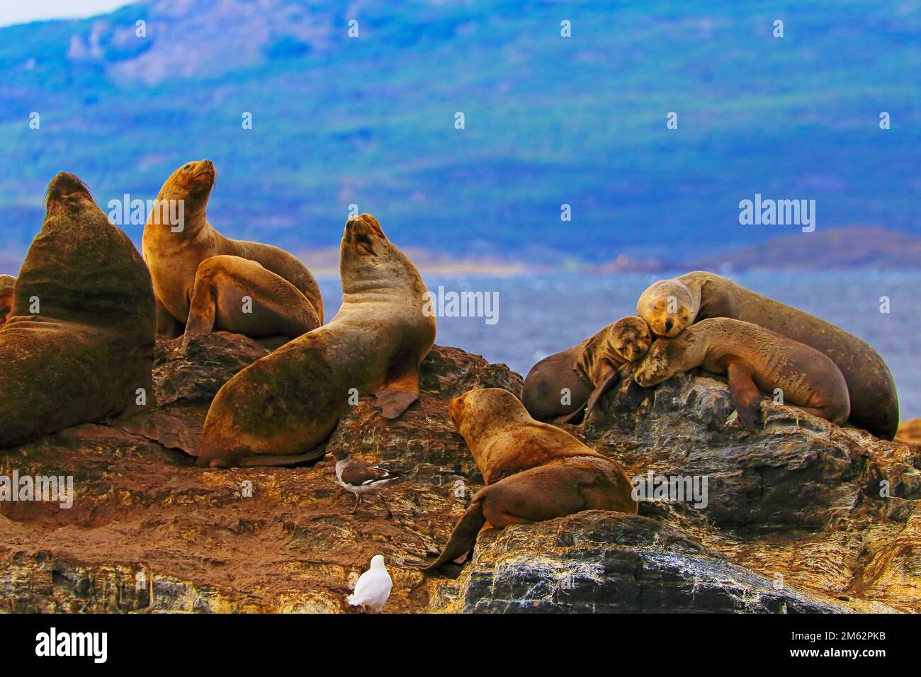 Sea lions and seals, Beagle Channel in Tierra Del Fuego, Ushuaia ...