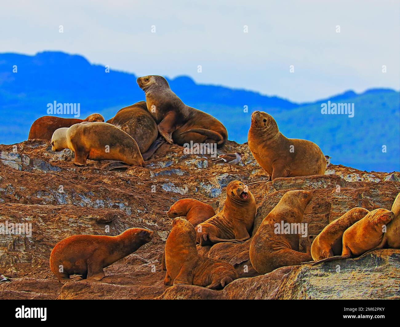 Sea lions and seals, Beagle Channel in Tierra Del Fuego, Ushuaia ...