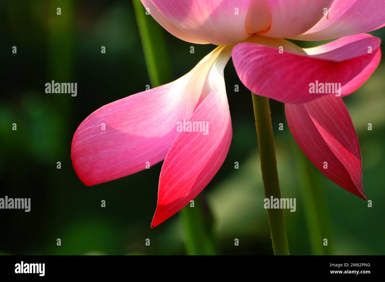 Blossoming lotus flowers Stock Photo - Alamy