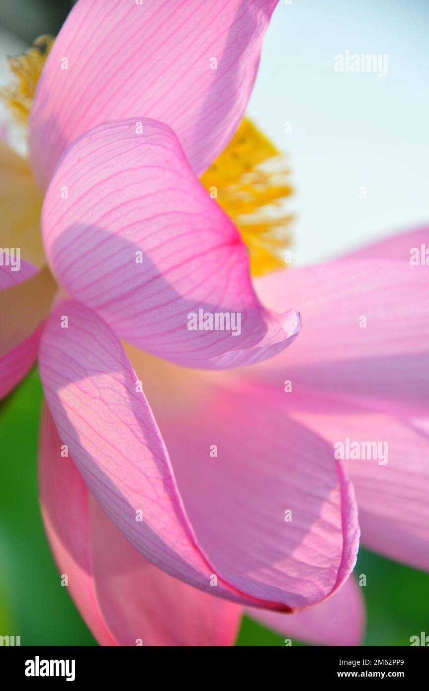 Blossoming lotus flowers Stock Photo - Alamy