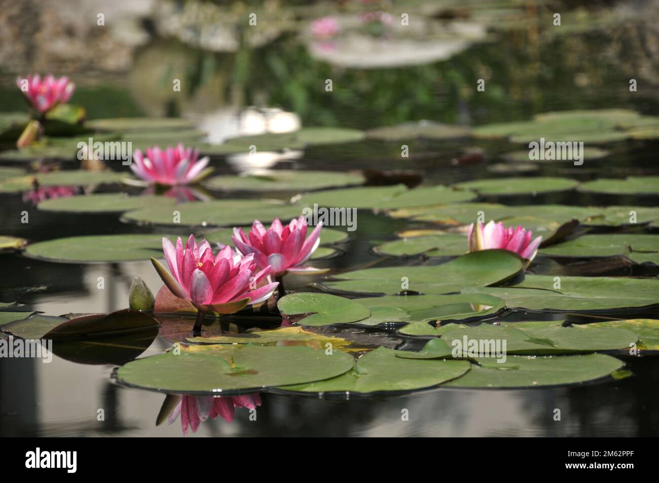 Blossoming lotus flowers Stock Photo - Alamy